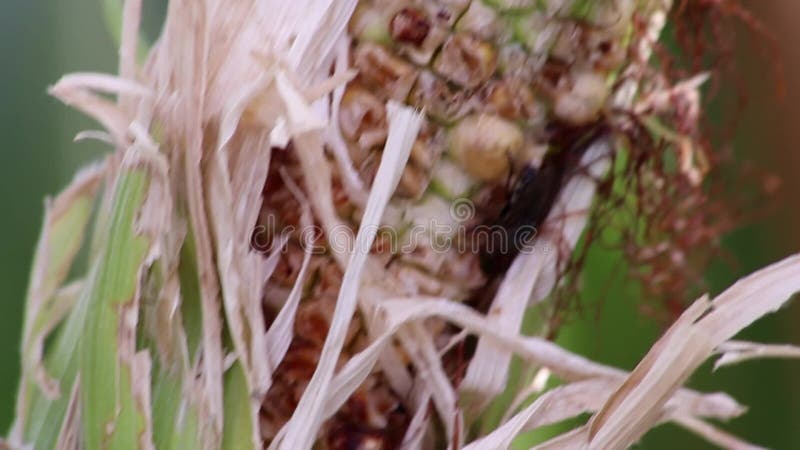 Dry Corn Field in Drought Period and Extreme Heat Period Shows Global ...