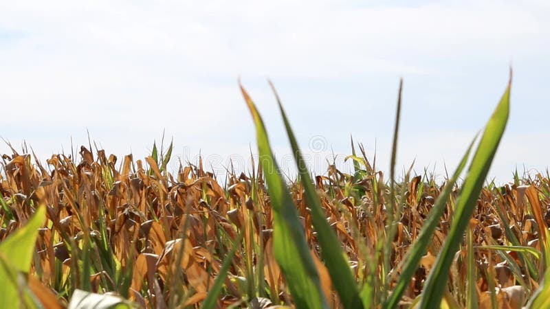 Dry Corn Field in Drought Period and Extreme Heat Period Shows Global ...