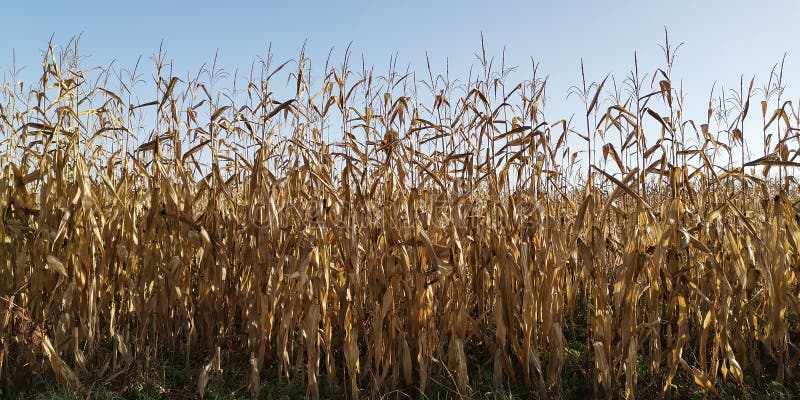 A Dry Corn Field and Sunny Sky Stock Image - Image of wetland, leaf ...