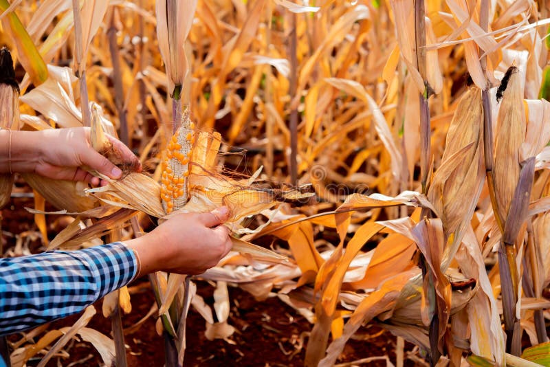 Dry Corn Field with the Farmer Peels Back the Husk of the Corn ...