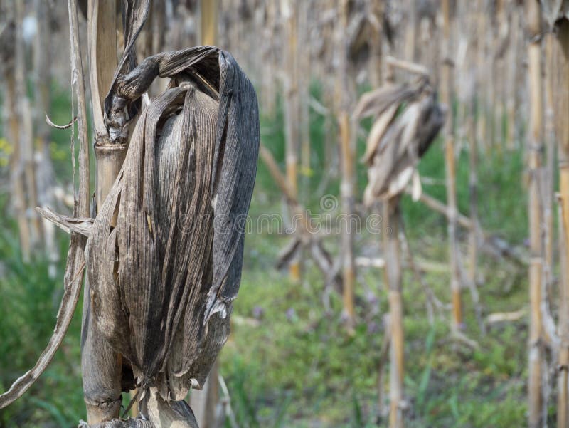 Dry Corn Field with Plant Viewed Close Up Stock Photo - Image of land ...