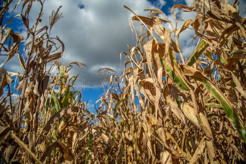 Dry corn field plantation stock photo. Image of corn - 95756808