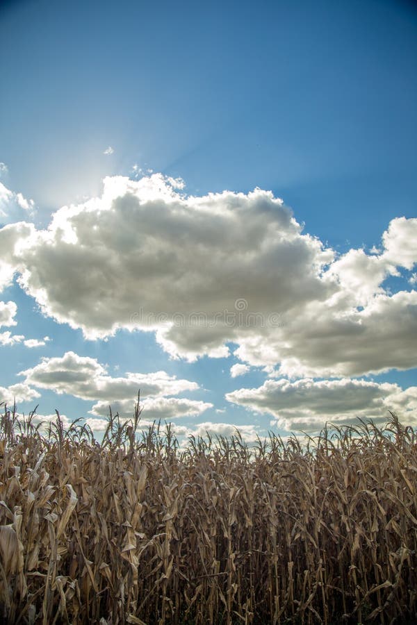 Dry corn field plantation stock image. Image of seed - 95756977