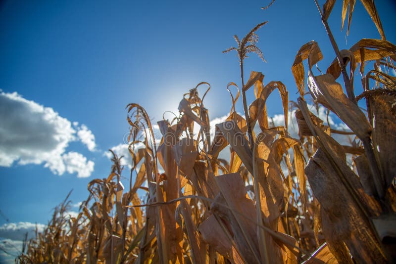 Dry corn field plantation stock photo. Image of yellow - 95757010