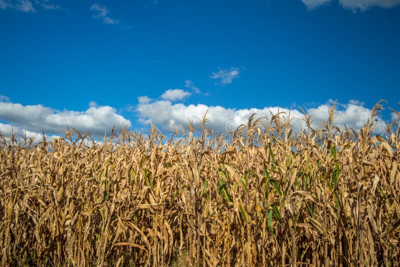 Dry corn field plantation stock photo. Image of field - 95757012