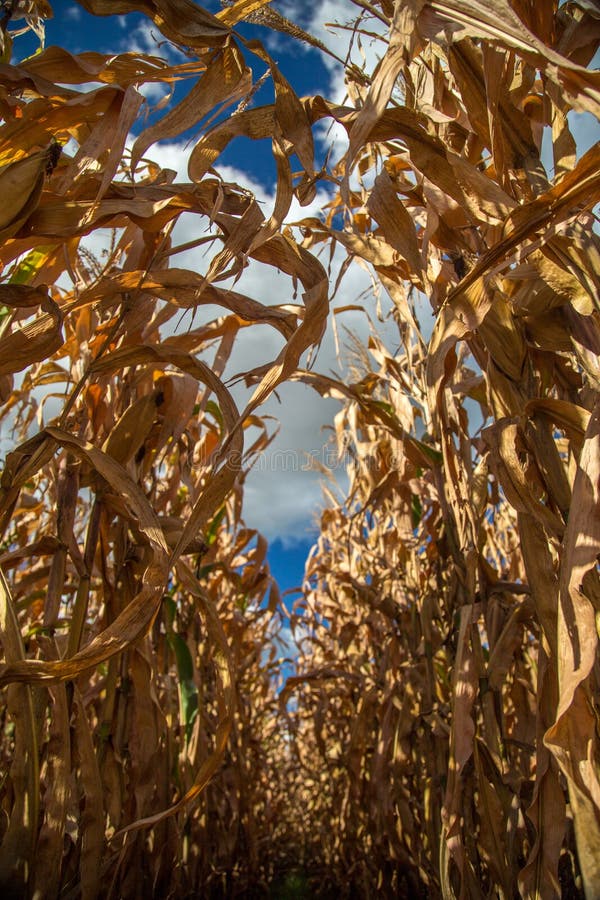 Dry corn field plantation stock photo. Image of food - 95757042