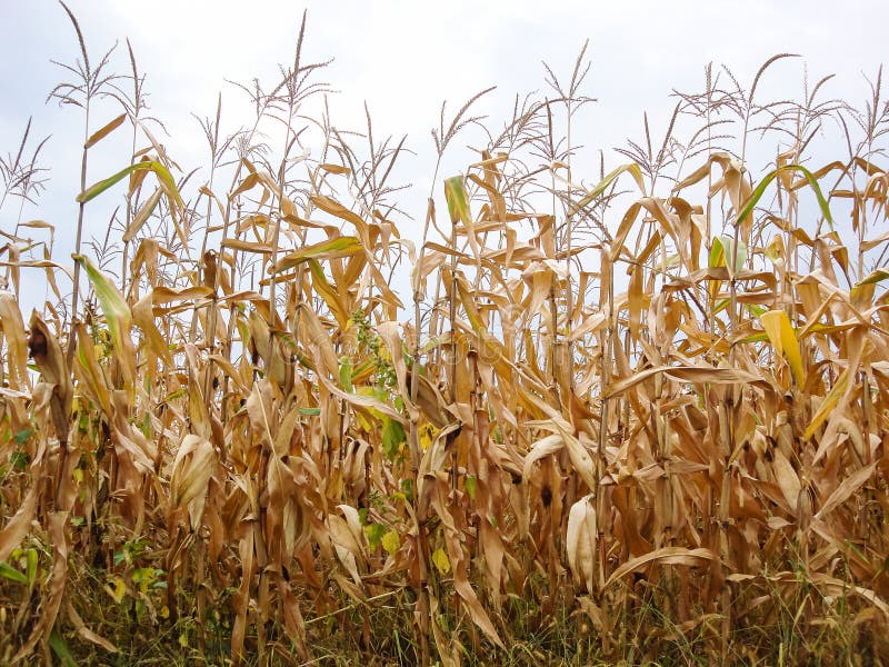 Dry Corn Field, Dry Corn Stalks, End of Season Stock Image - Image of ...