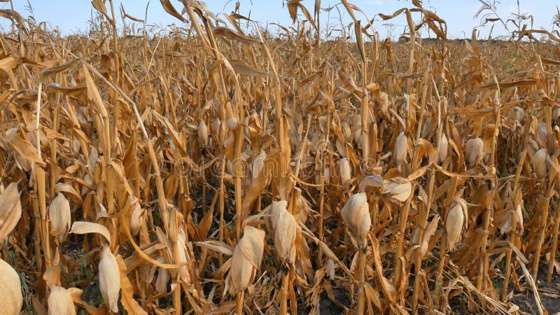 Dry corn field. stock footage. Video of agriculture - 100492284