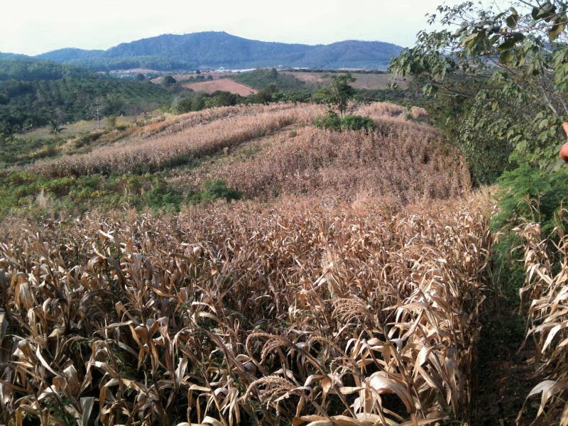 Dry Corn Field in the Valley Stock Photo - Image of field, thailand ...
