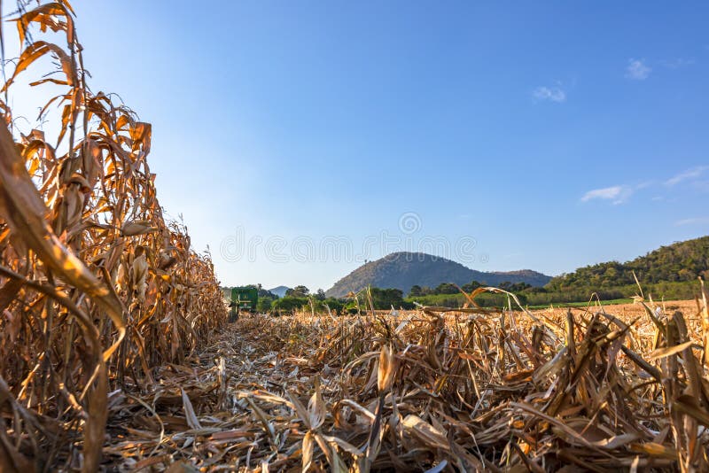 Dry Corn Field Waiting for Harvest Stock Photo - Image of popcorn ...