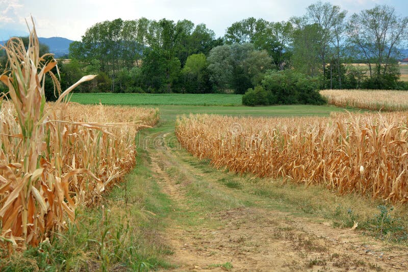 Dry Corn Fields Due To Drought Stock Image - Image of disaster ...