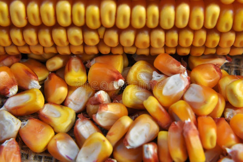 Dry corn grain stock image. Image of farming, grains - 248340673