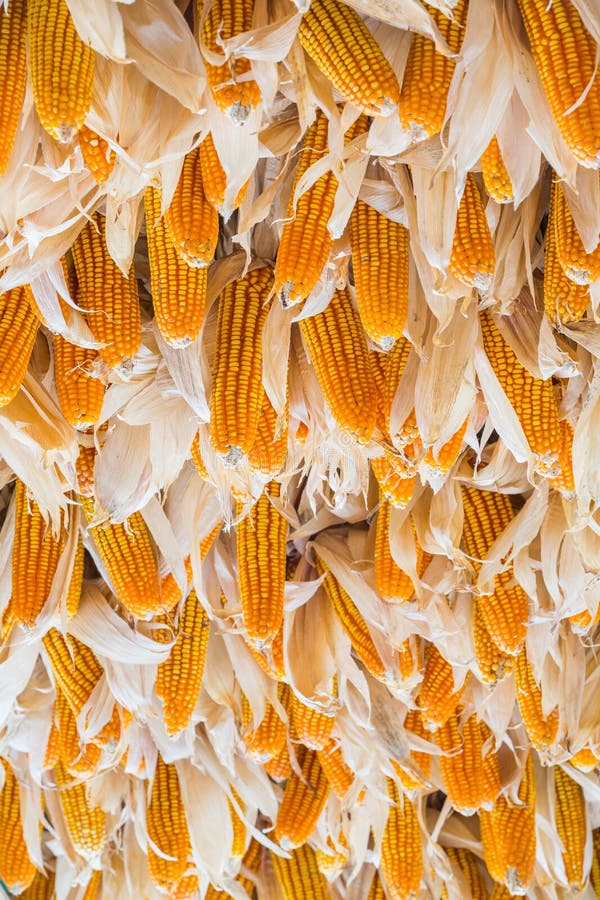 Dry corn stock image. Image of husk, maize, orange, golden - 32811573