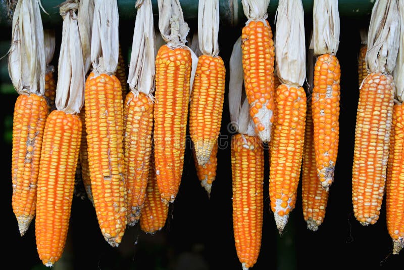 Corn Wall Stock Photos - Download 3,148 Royalty Free Photos