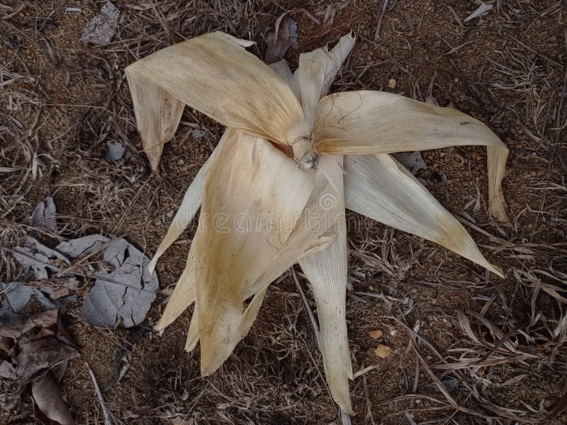 Dry Corn Husk Trash in the Yard Stock Image - Image of corn, trash ...