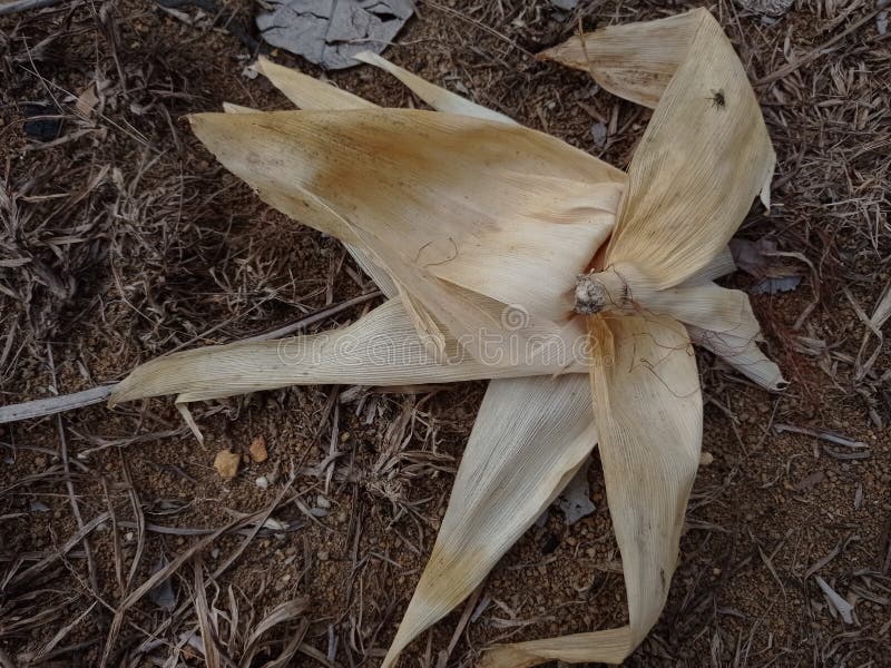 Dry Corn Husk Trash in the Yard Stock Photo - Image of yard, husk ...