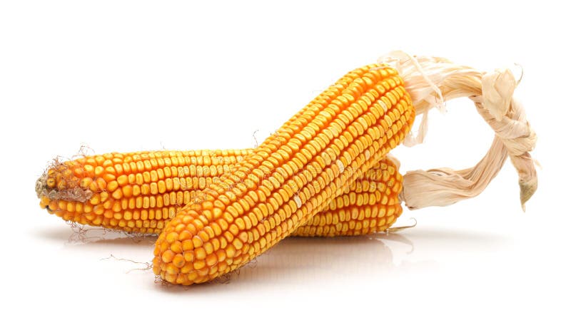 Dry corn stock image. Image of maize, healthy, close - 32264407