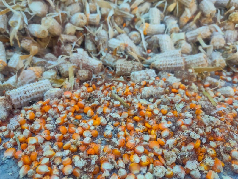 Dry Corn Kernels, Background, Close-up, Top View. Chicken Feed from ...