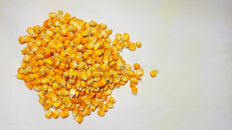 Dry Corn Kernels after Drying in the Sun Stock Photo - Image of kernels ...