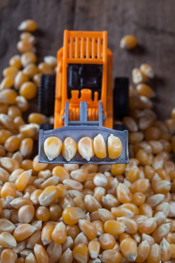 Dry Corn Kernels on the Mini Tractor with Pile of Dry Corn Kernels on ...