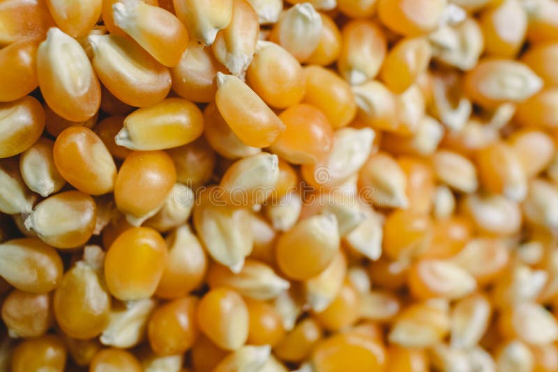 Dry Corn Kernels To Make Popcorn Stock Image - Image of prepare, house ...