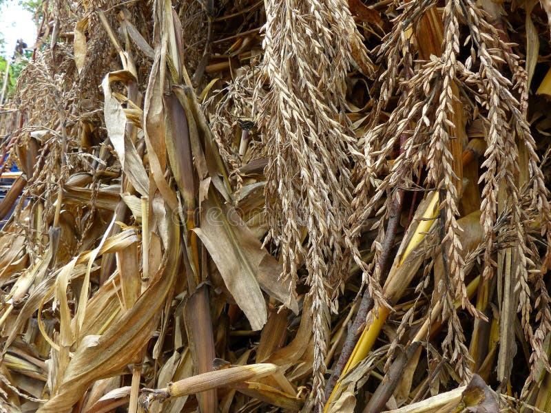 Dry Corn Leaves and Corn Stalks Texture Stock Photo - Image of ...