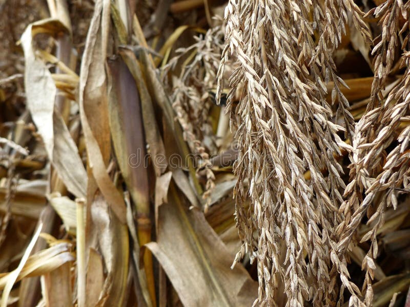 Dry Corn Leaves and Corn Stalks Texture Stock Image - Image of pattern ...
