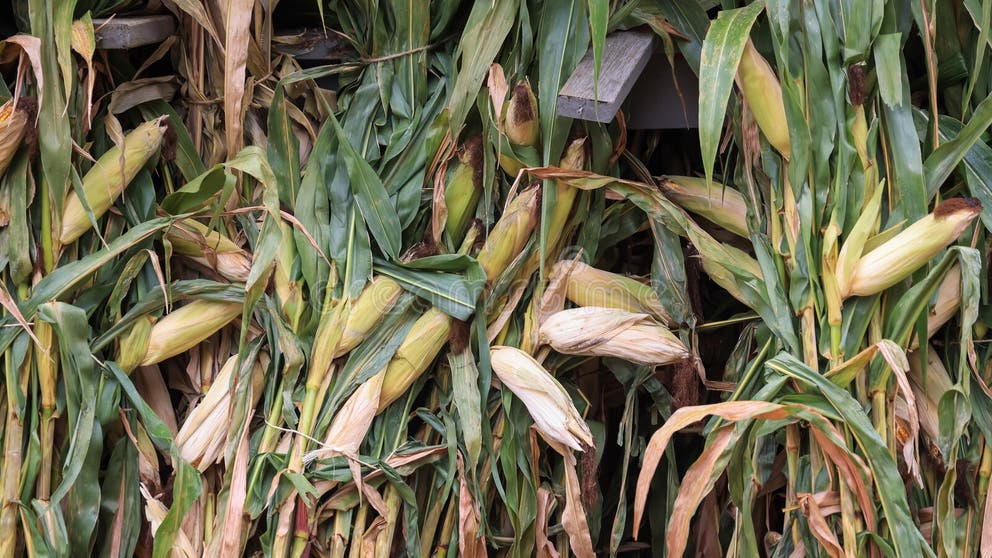 Dry Corn Plant Stack Decoration for Background Use Stock Photo - Image ...
