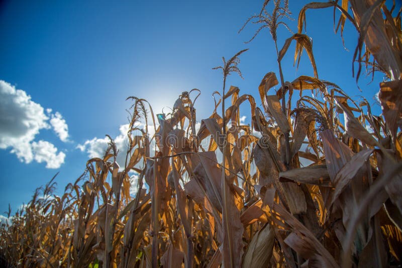 Dry corn plantation stock image. Image of corn, field - 95756519