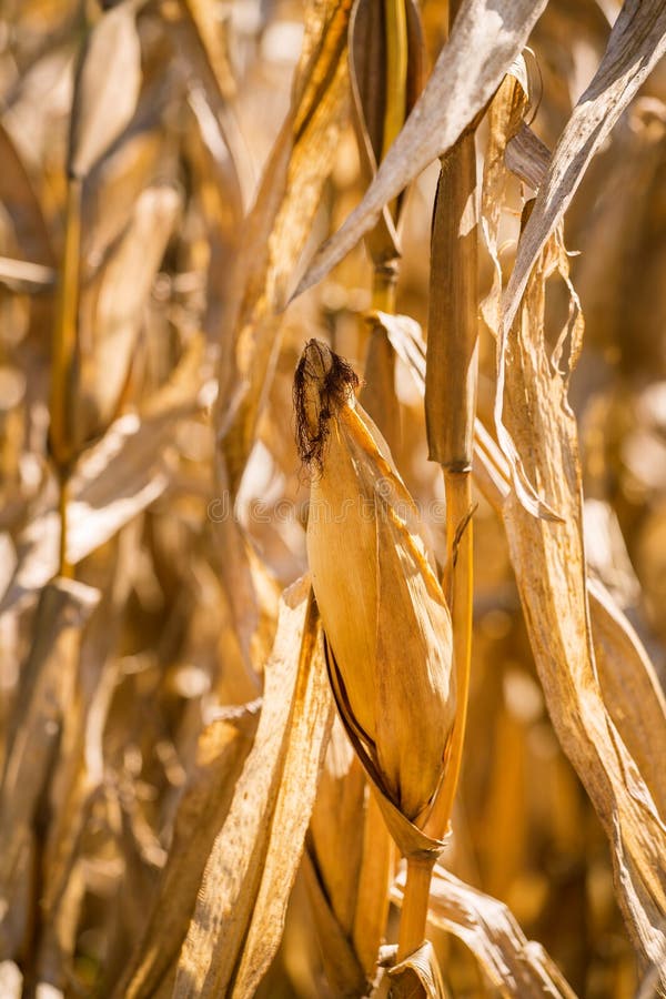 Dry corn plants stock photo. Image of farm, hang, fall - 38763470