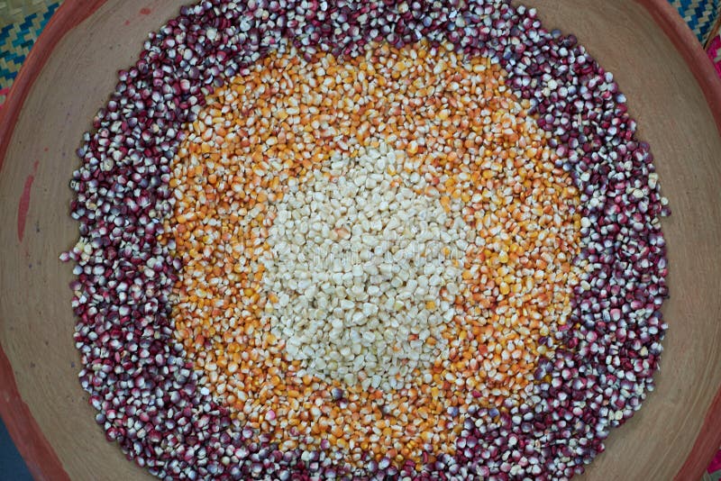 Dry Corn Seeds in Clay Plate Stock Image - Image of nature, corn: 94484005