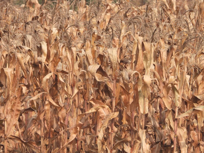 Dry corn stalk stock image. Image of stalks, farmland - 233365955