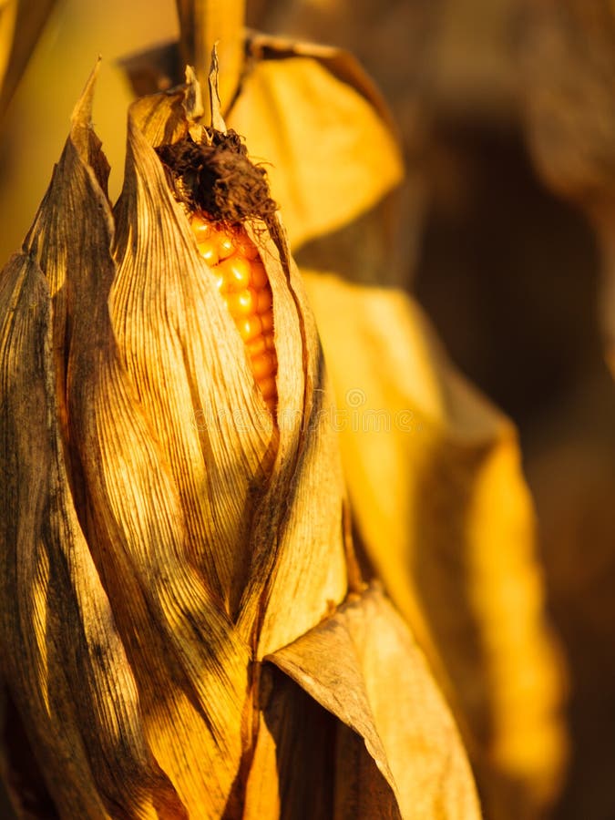 Dry Corn on the Stalk in the Field Stock Image - Image of harvest ...