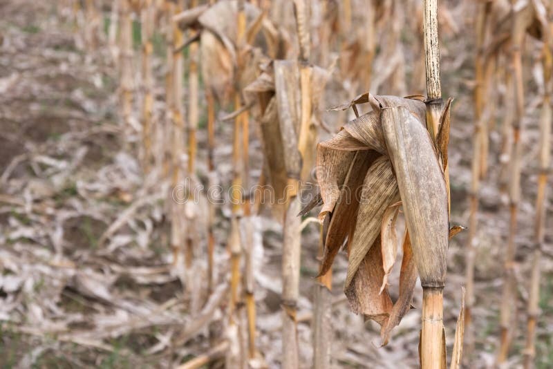 Dry corn stalks stock image. Image of agriculture, farm - 13698251
