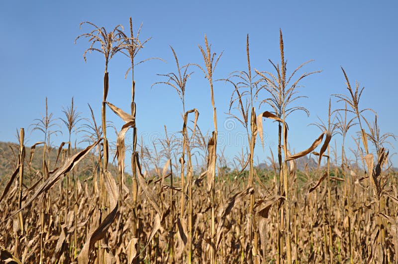Dry corn stalks stock photo. Image of land, beautiful - 37662060