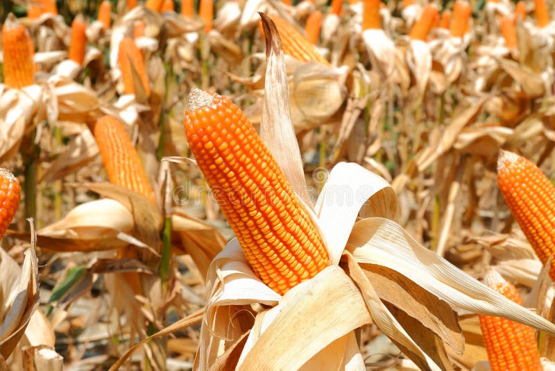 Dry Corn Stalks with Cobs,corn on the Stalk Dry Corn Stock Photo ...