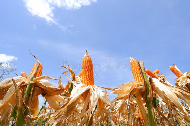 Dry Corn Stalks with Cobs,corn on the Stalk Dry Corn Stock Photo ...