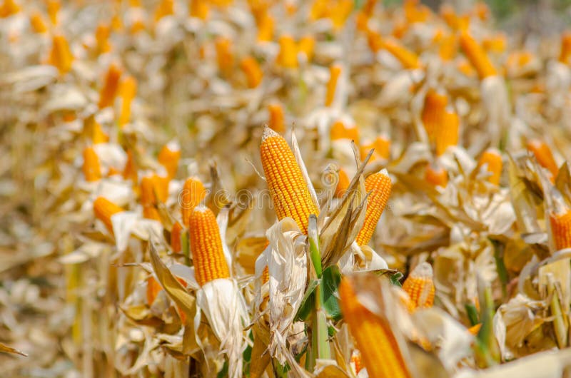 Dry corn stalks with cobs, stock image. Image of farmer - 254523169