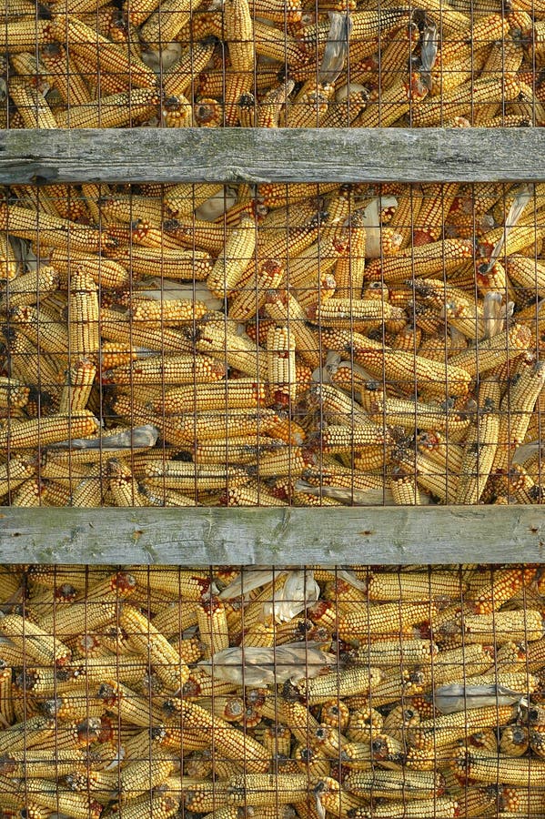 Dry Corn Storage stock image. Image of container, ambar - 946755