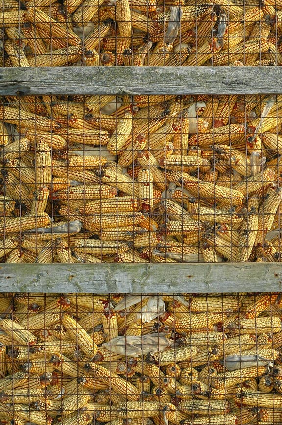Dry Corn Storage stock image. Image of container, ambar - 946755