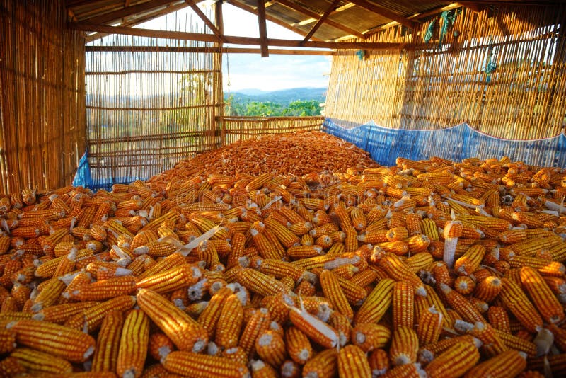 Dry Corn Storage stock image. Image of crop, chardak, dried - 946755