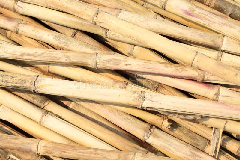 Dry corn straw stock photo. Image of china, material - 27737816