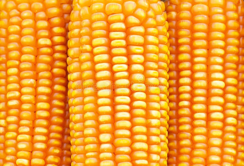 Dry Corn Texture or Background, Yellow Color Stock Image - Image of ...