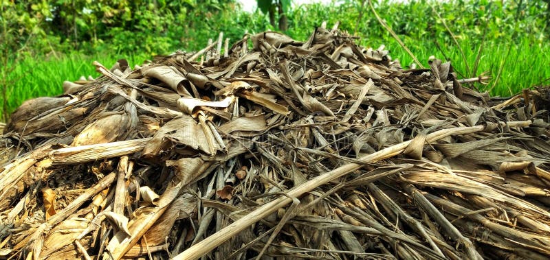 407 Dry Corn Waste Stock Photos - Free & Royalty-Free Stock Photos from ...