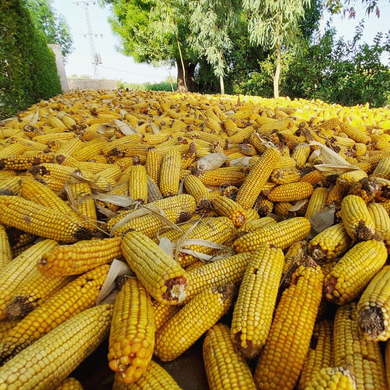 Dry Corns stock photo. Image of autumn, produce, cuisine - 254526192
