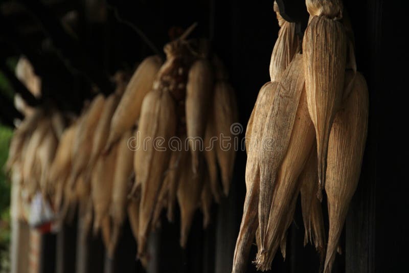 Dry corns stock photo. Image of grain, store, agriculture - 88453138