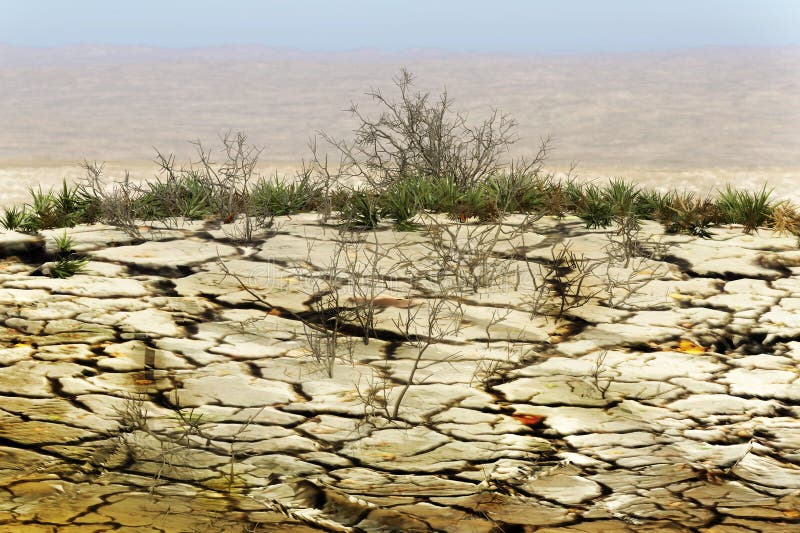 Dry Cracked Ground with Dried Tree and Plants. Environmental Issues ...