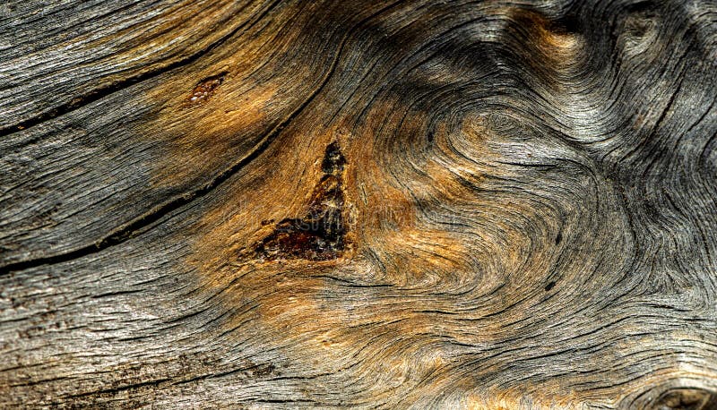 A Dry, Cracked Old Root. Background Stock Photo - Image of aged, wooden ...
