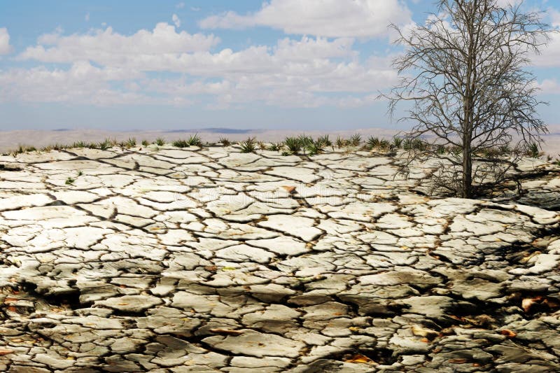 Dry Cracked Ground with Dried Tree and Plants. Climate Change and ...