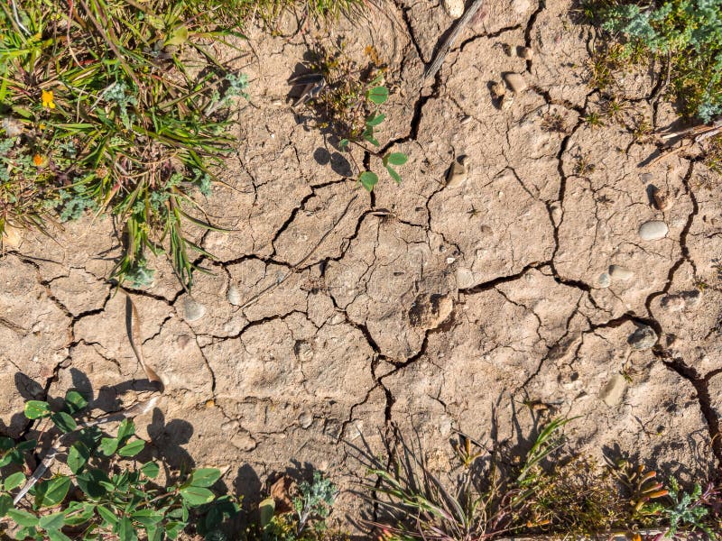 Cracked Dry Soil with Small Green Plant Growing through Arid Earth ...